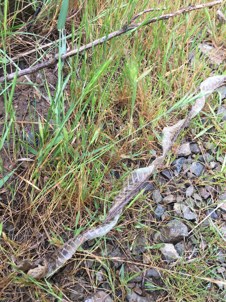 Colubrine Snakes from Presidio, Presidio of San Francisco, San ...