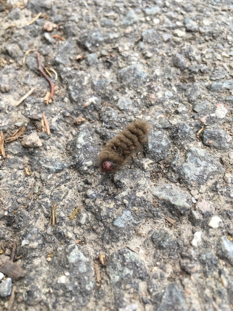 Nine-spotted Moth from Žebětín, Brno, Jihomoravský, CZ on May 11, 2020 ...