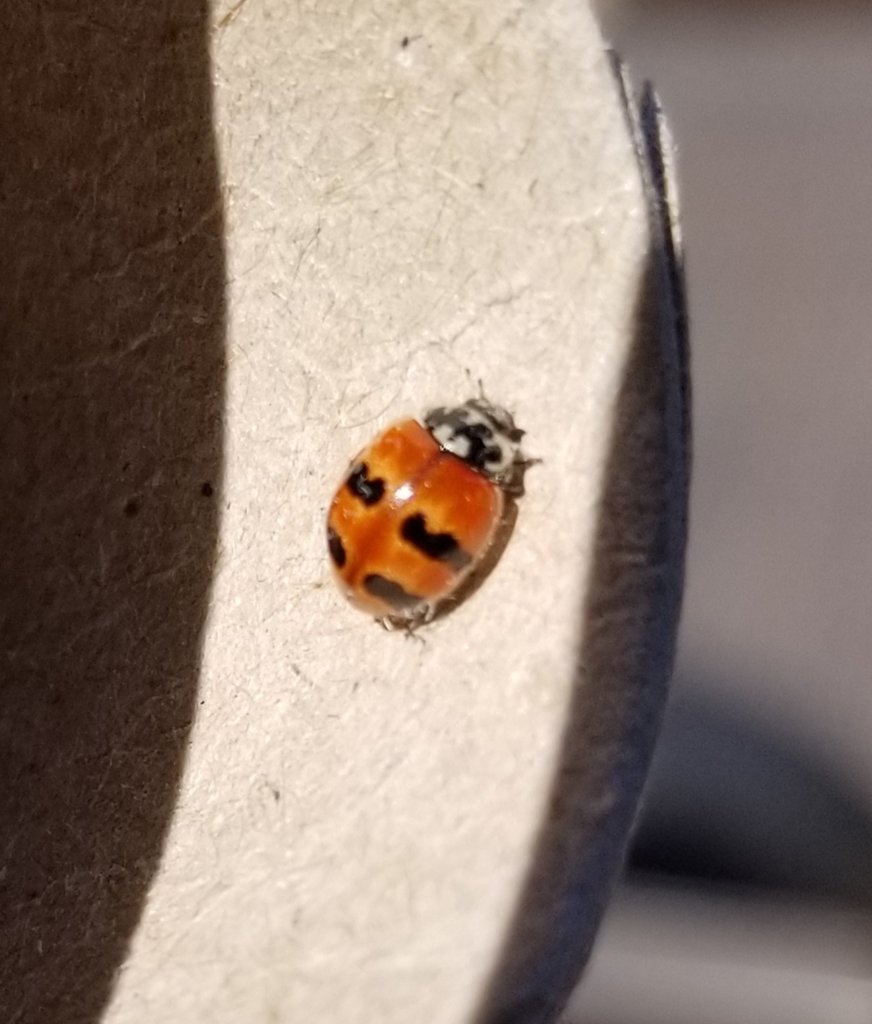 Two-spotted Lady Beetle from York, CA-NB, CA on May 11, 2020 at 01:55 ...