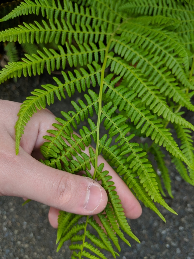 Athyrium sect. Athyrium from Mukilteo on May 11, 2020 at 07:06 PM by ...
