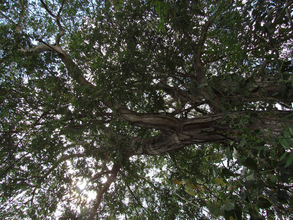 Paradise Tree from Yaxcaba, Yucatán on March 15, 2012 at 12:03 PM by ...