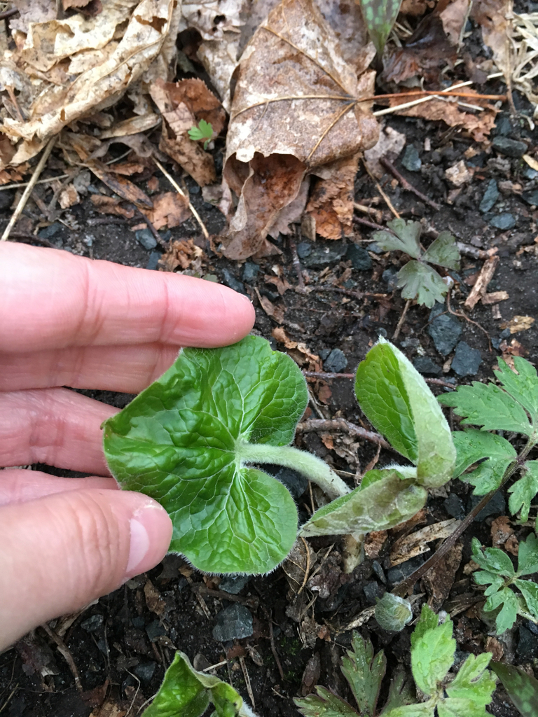 Canadian wild ginger from Lions Park, St. Croix Falls town, WI, US on ...