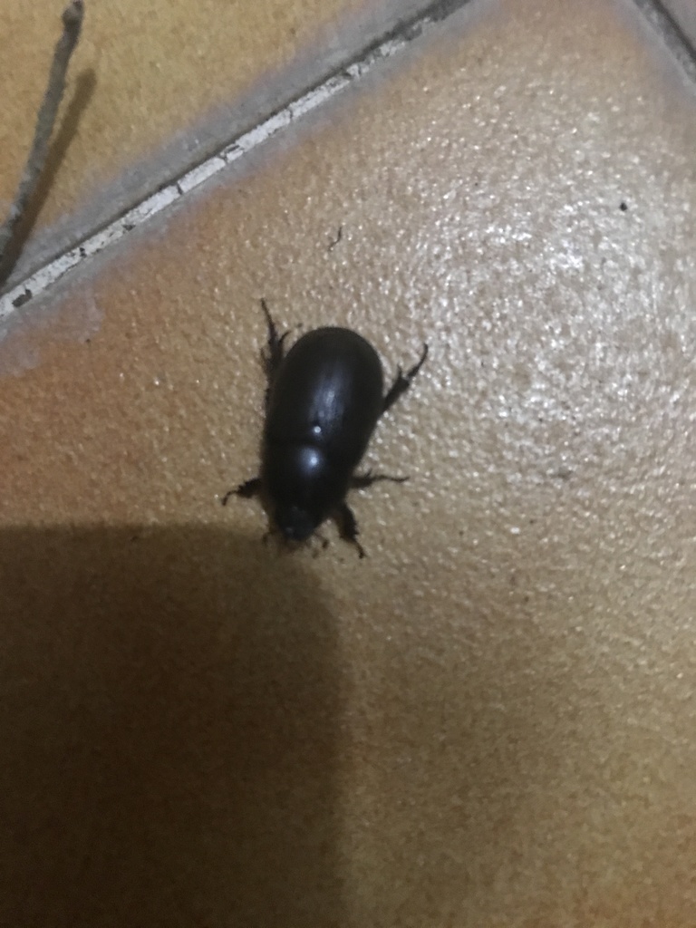 Tomarus cuniculus from Guadeloupe, Guadeloupe, GP on May 11, 2020 at 10 ...