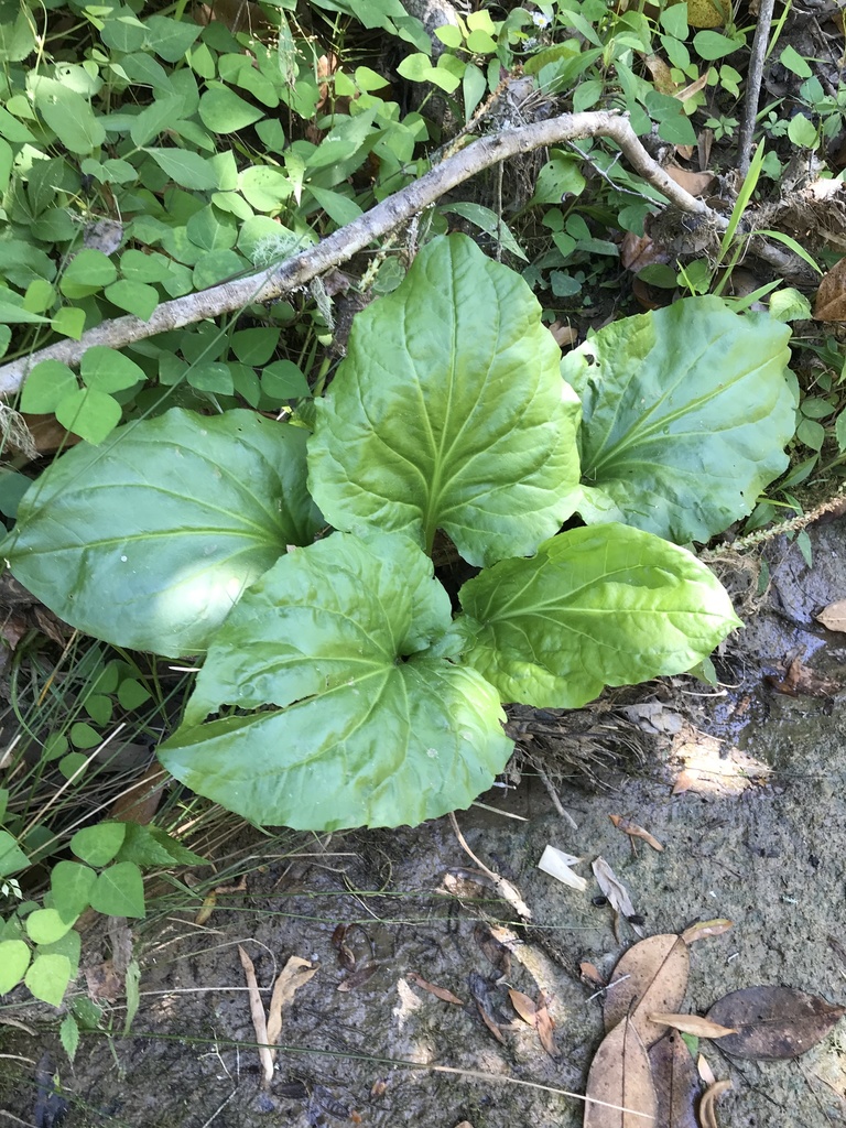 Heartleaf Plantain from Forest Home, Greenville, AL, US on May 11, 2020 ...