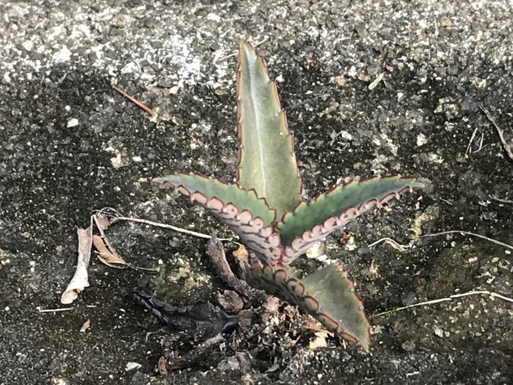 Alligator Plant from Hong Kong Island, Causeway Bay, HK on May 12, 2020 ...