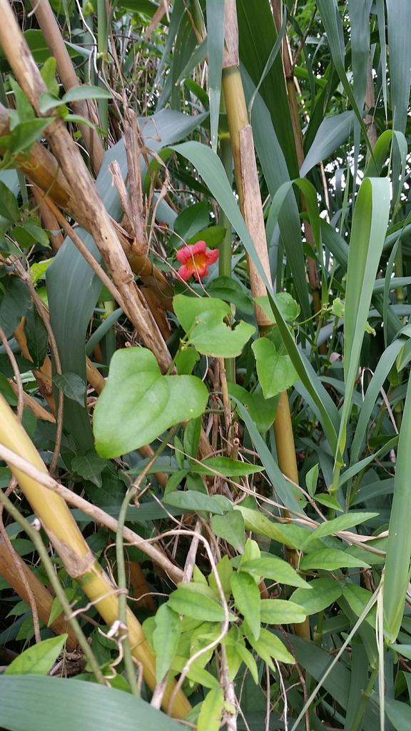 bignonia family from Ann and Roy Butler Hike and Bike Trail Austin, TX ...