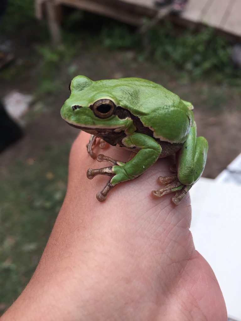 European Tree Frog from Drienovec, Košický kraj, SK on October 20, 2018 ...