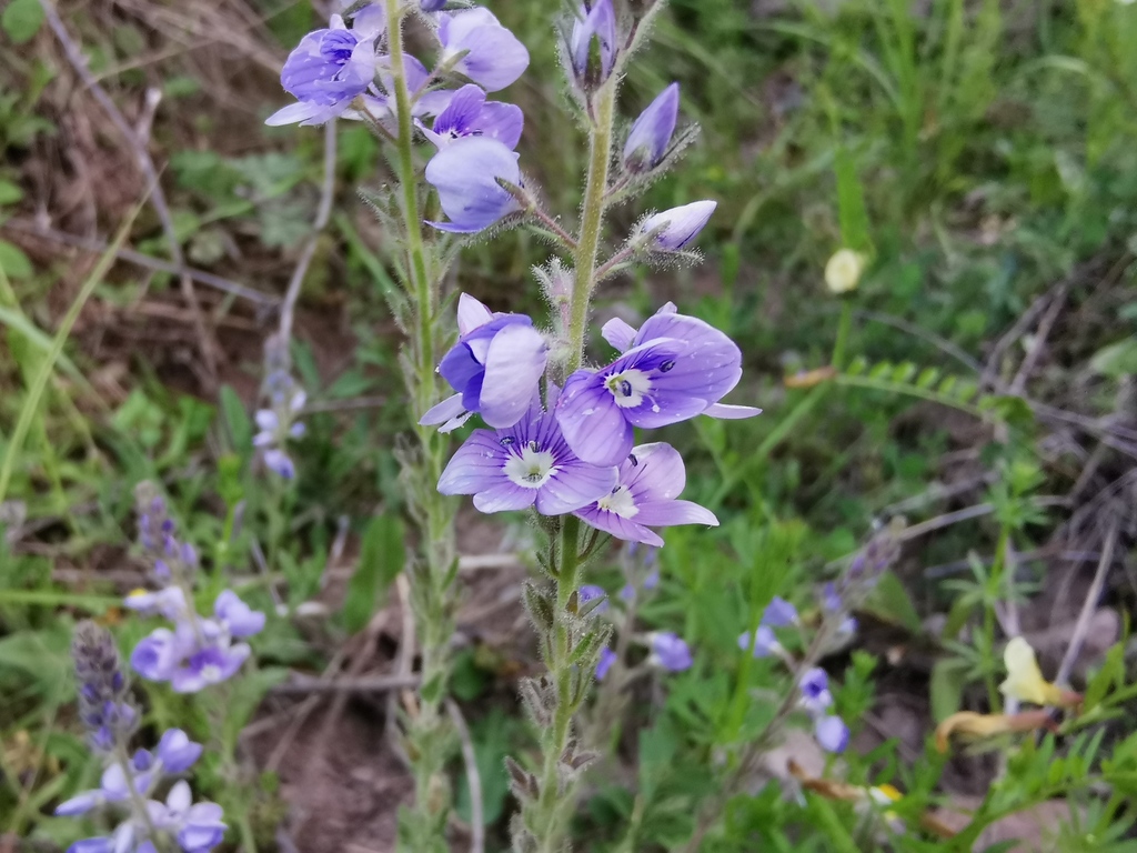 Veronica pectinata from Dereli, Beypazarı/Ankara, Türkiye on May 11 ...