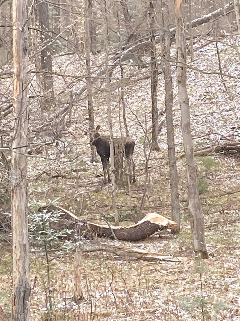 Moose from Adirondack Park, Star Lake, NY, US on May 11, 2020 at 04:38 ...