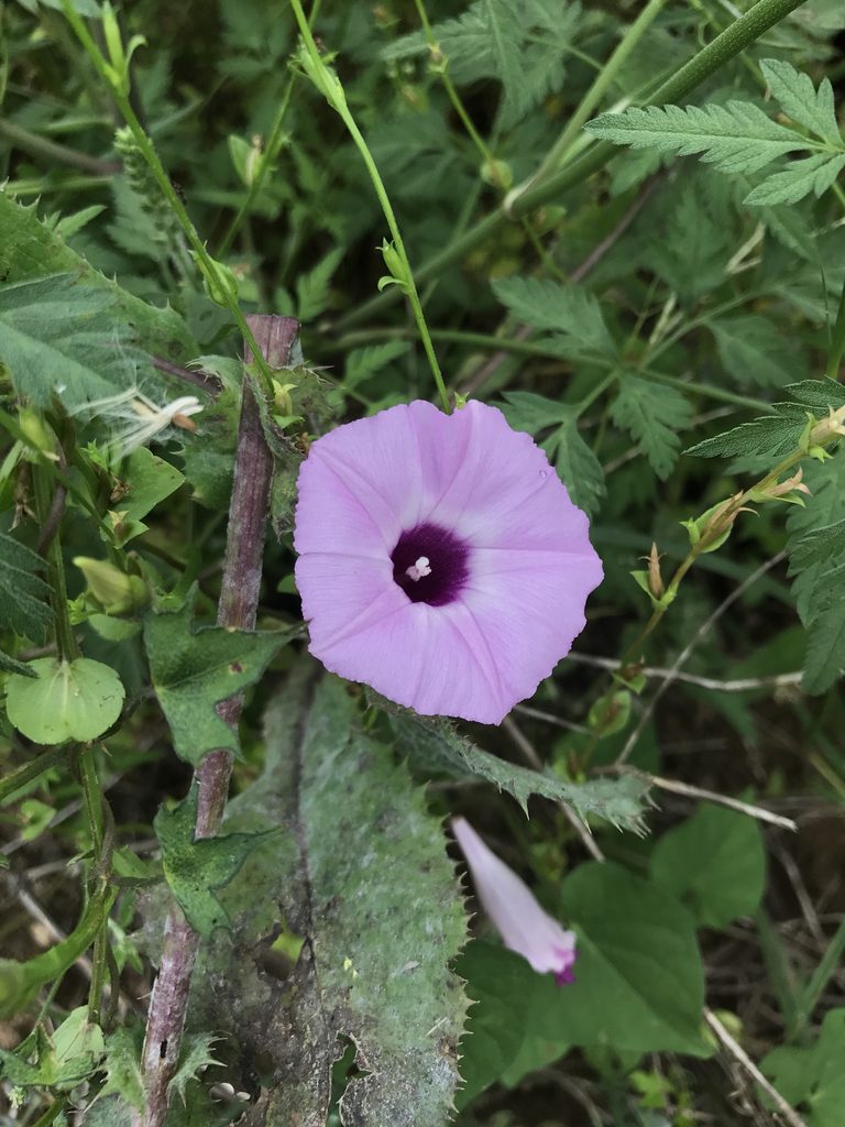 Purple Bindweed from 201 Sylvan St, Hutto, TX, US on April 18, 2017 at ...