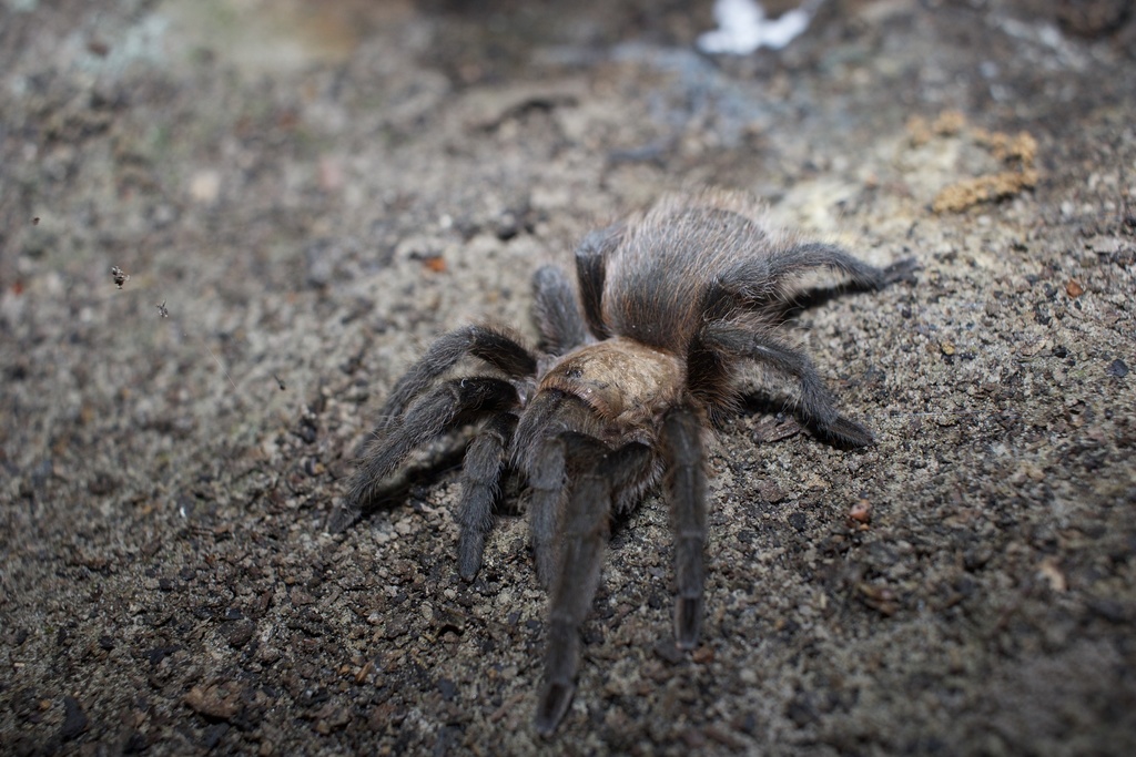 Texas Brown Tarantula in May 2020 by Zack Vegso · iNaturalist