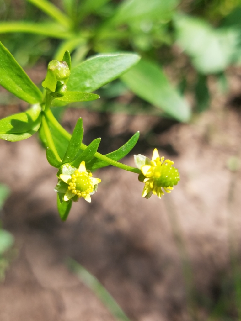 small-flowered buttercup from 100 George Street New Brunswick, NJ 08901 ...