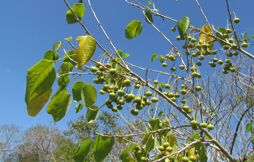 Trompillo (Astrocasia tremula)