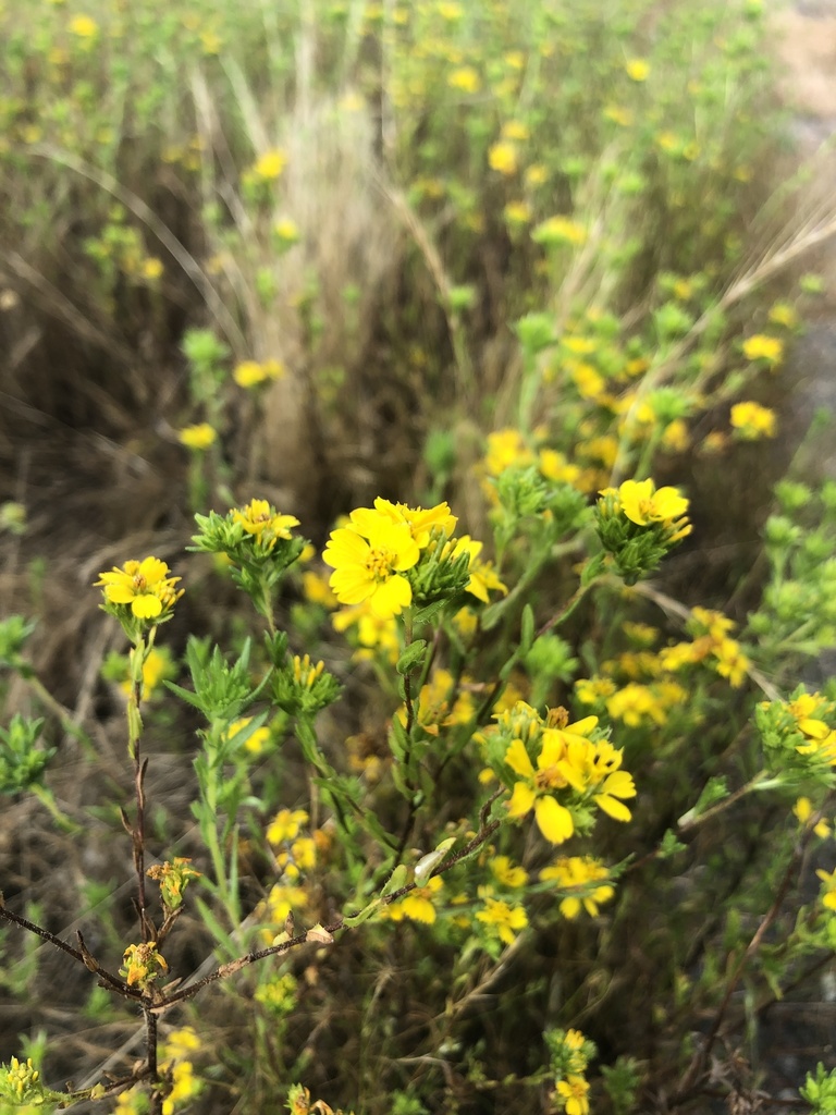 Clustered Tarweed from Rancho Peñasquitos, San Diego, CA, US on May 12 ...