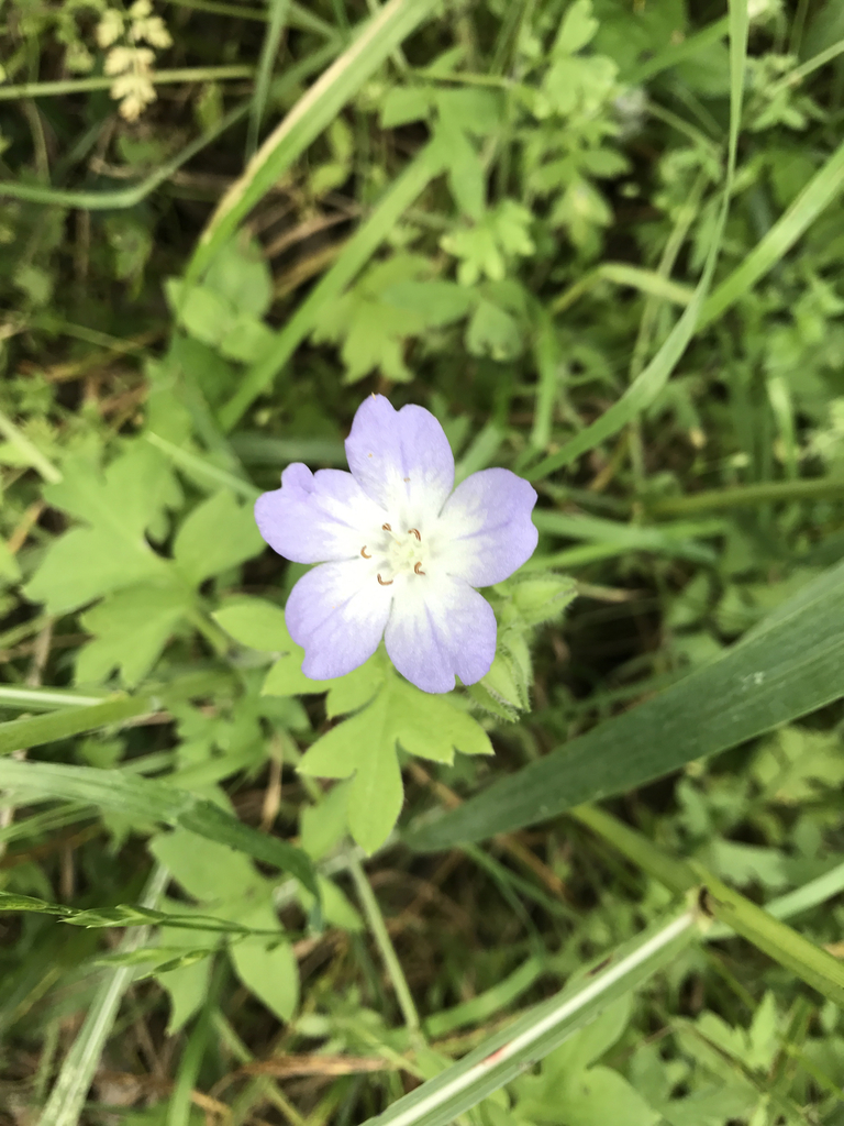 Texas baby blue eyes from 78741, Austin, TX, US on April 18, 2017 at 04 ...