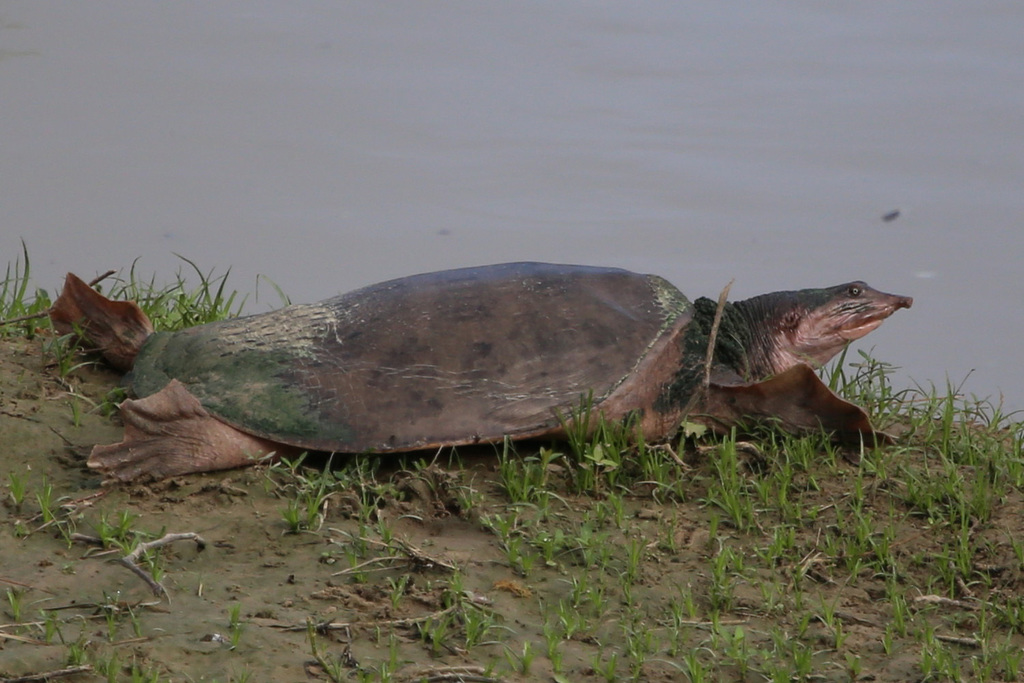 Florida Softshell Turtle from Langham Creek, Harris Co, TX on November ...