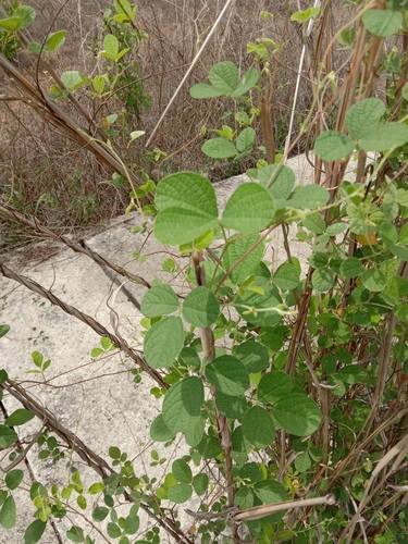 Cajanus rugosus · iNaturalist