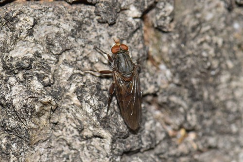 Brachyopa testacea · iNaturalist