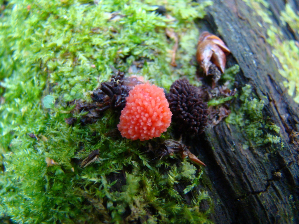 Red Raspberry Slime Mold from Большеберезниковский р-н, Респ. Мордовия ...
