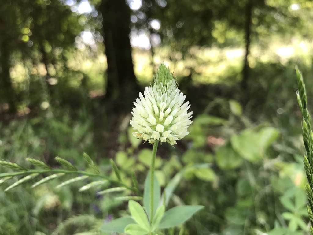 Egyptian clover in May 2020 by JC Ferebee · iNaturalist