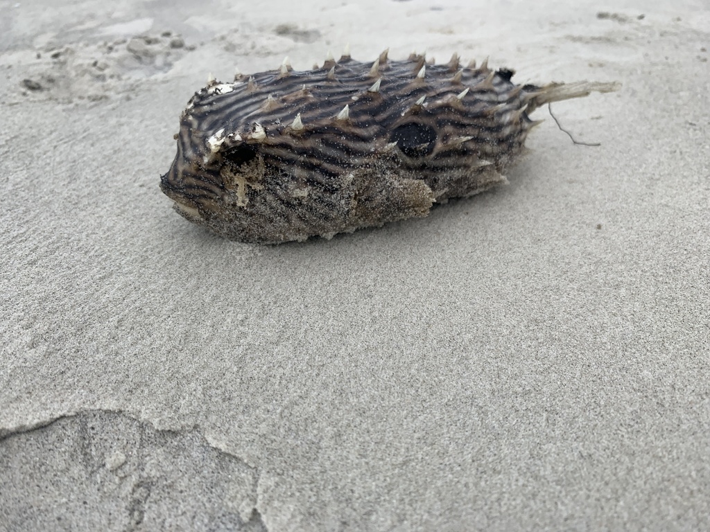 Striped Burrfish in May 2020 by Danielle Davidson · iNaturalist