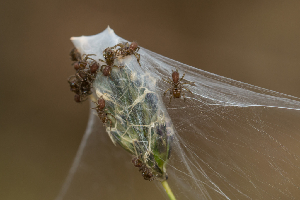 Purse-web Spider from Markgröningen, Germany on March 31, 2016 at 03:18 ...