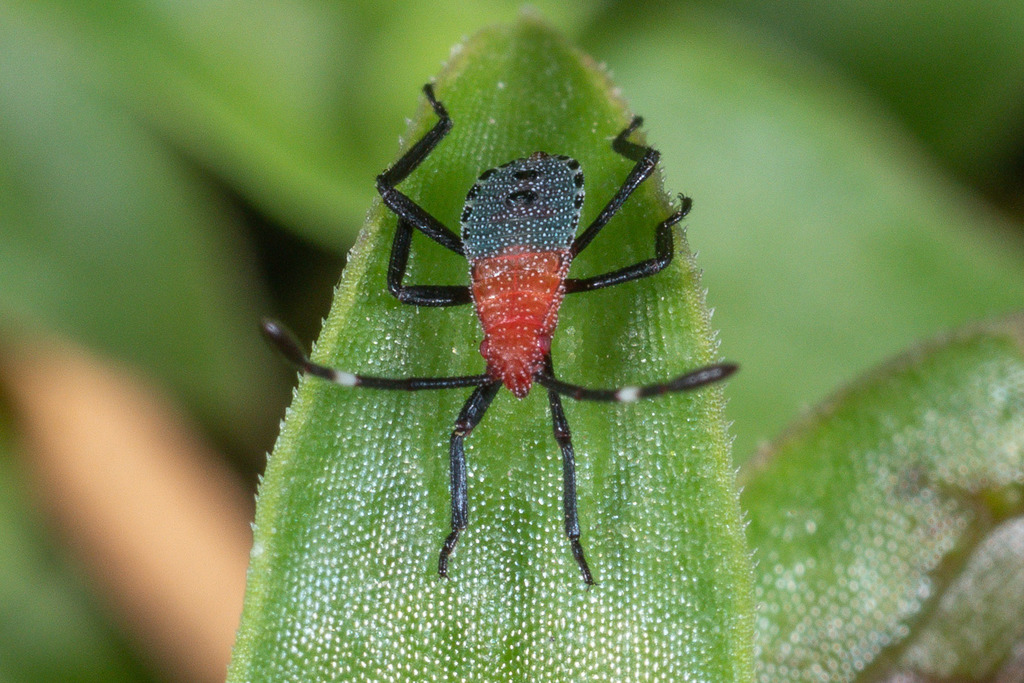 Mozena lunata from 2421 S Conway Ave, Mission, TX 78574, USA on May 13 ...