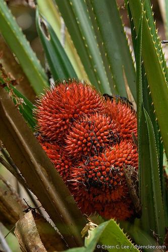 Benstonea pseudosyncarpa · NaturaLista Colombia