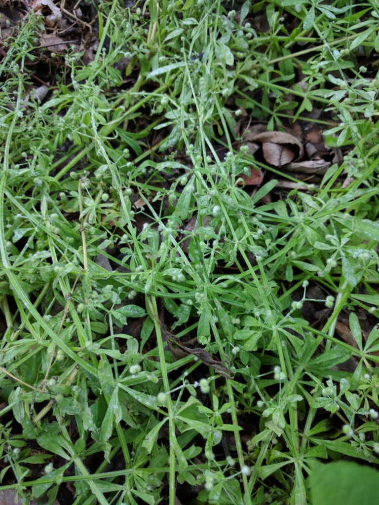 catchweed bedstraw from 724 Ramons Road Ennis, TX 75119 on April 18 ...