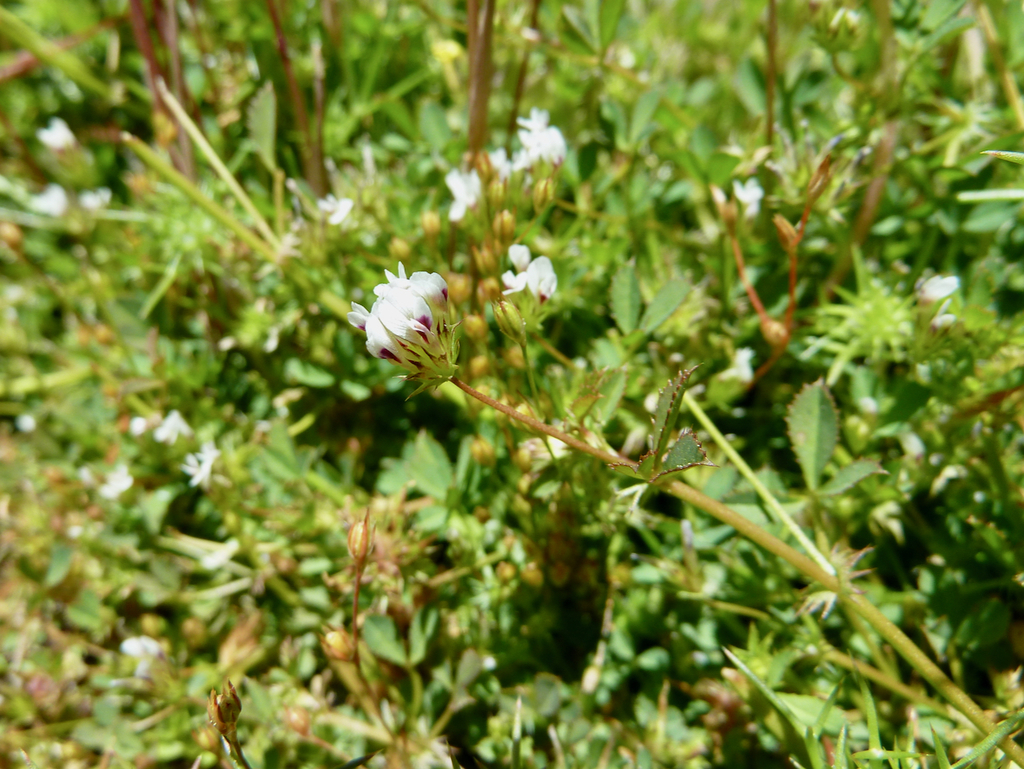 white-tipped clover from Cuyamaca Rancho, Cuyamaca Rancho State Park ...
