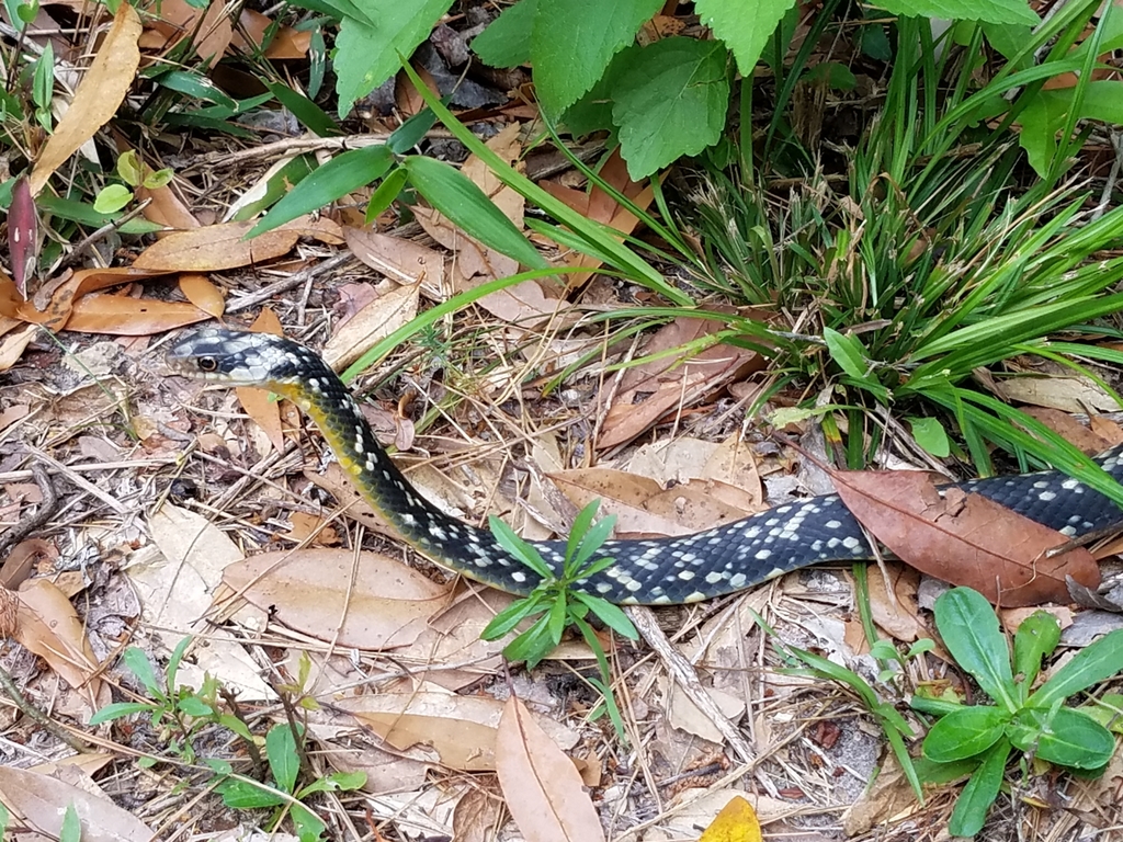 Buttermilk Racer from Humble, TX, USA on May 13, 2020 at 04:19 PM by ...