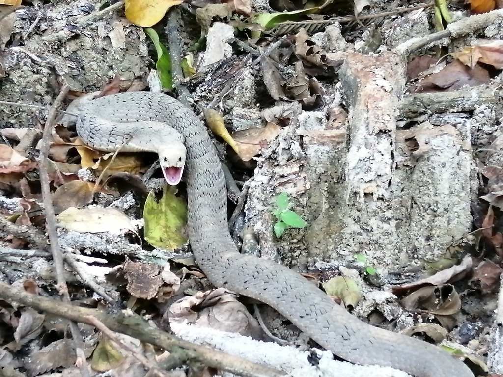 Rasmussen's Night Adder (Causus rasmusseni) - Snakes and Lizards