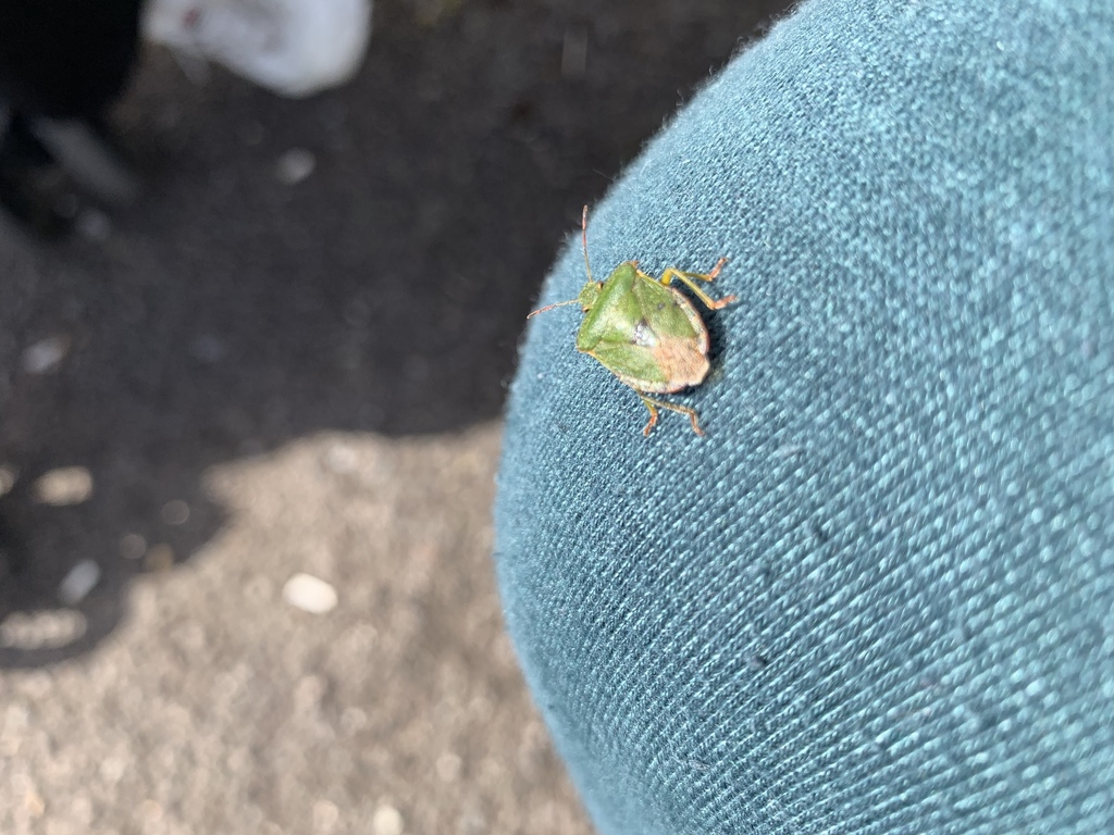 Green Shield Bug from Lower Mell, Drogheda, Co. Louth, IE on May 2 ...