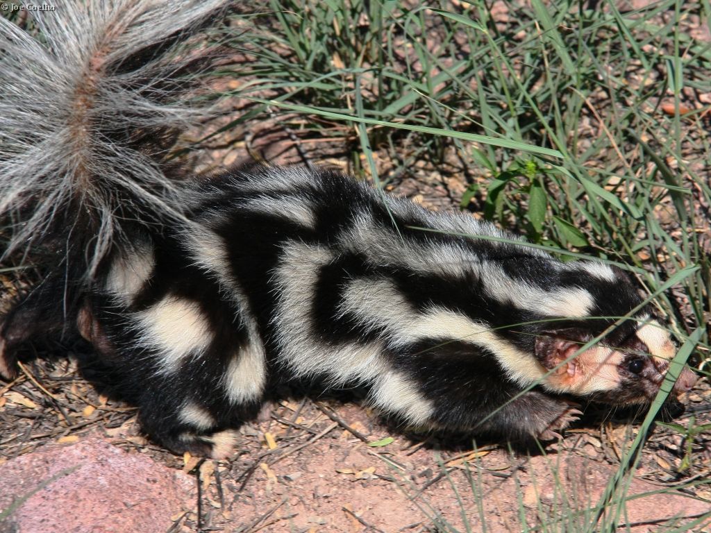 Western Spotted Skunk (Mammals of Texas) · iNaturalist Mexico