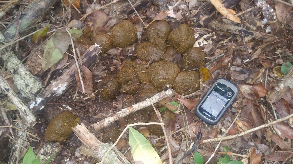 Baird's Tapir from Felipe Carrillo Puerto, Q.R., México on February 8 ...