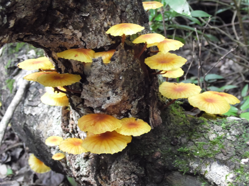 Heimiomyces tenuipes from Felipe Carrillo Puerto, Q.R., México on ...