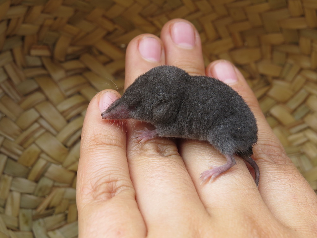 North American Least Shrew from Acueducto, 91028 Xalapa-Enríquez, Ver ...
