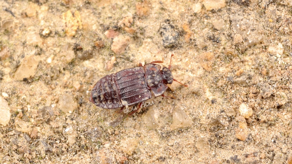 Micropeplus shanghaiensis from 月荷路, 常州市, 江苏省, CN on March 27, 2020 at ...