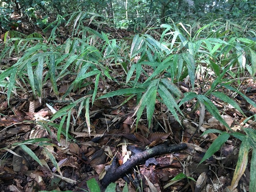 (Chusquea enigmatica)