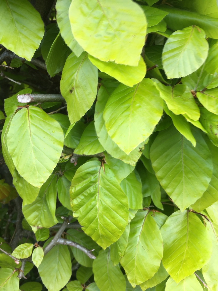 European beech from Kirunavej, Silkeborg, Midtjylland, DK on May 15 ...