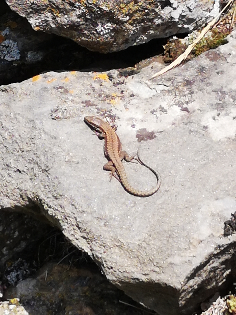Common Wall Lizard in May 2020 by Karina · iNaturalist