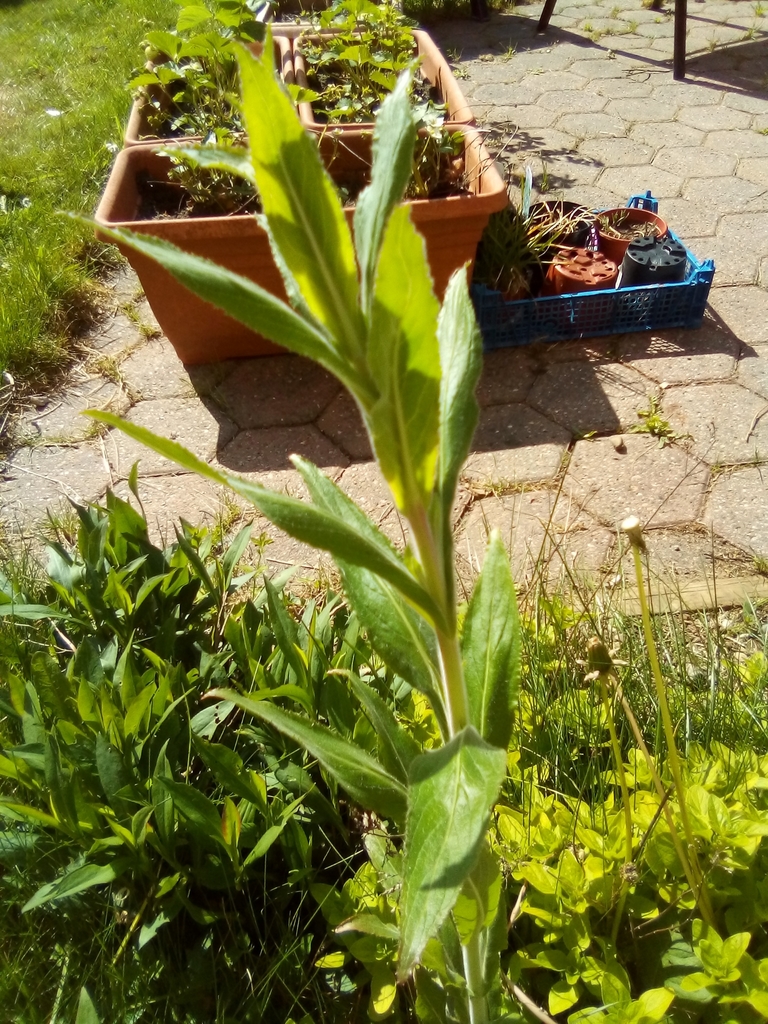 Great Willowherb from New Earswick, York, UK on May 15, 2020 at 03:24 ...