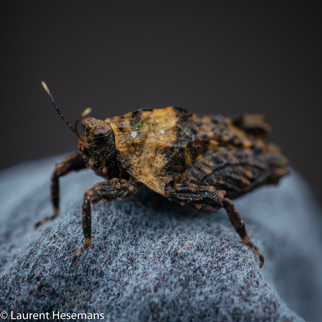 Metrodora panamae from Puntarenas Province, Costa Rica on May 10, 2020 ...