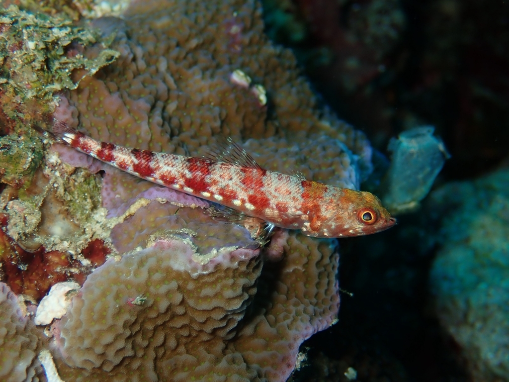 Variegated Lizardfish from Indonesia on March 14, 2020 by Stewart Kirk ...