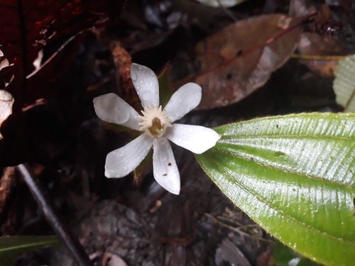 Blakea hispida · iNaturalist Mexico