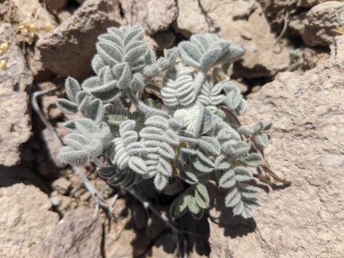 black milkvetch (Astragalus funereus) · iNaturalist
