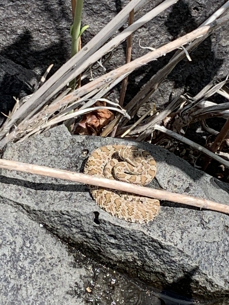 Great Basin Rattlesnake from Tunnison Mountain Wilderness Study Area ...