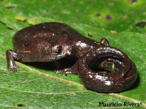 Observations by mauriciorivera79 · iNaturalist