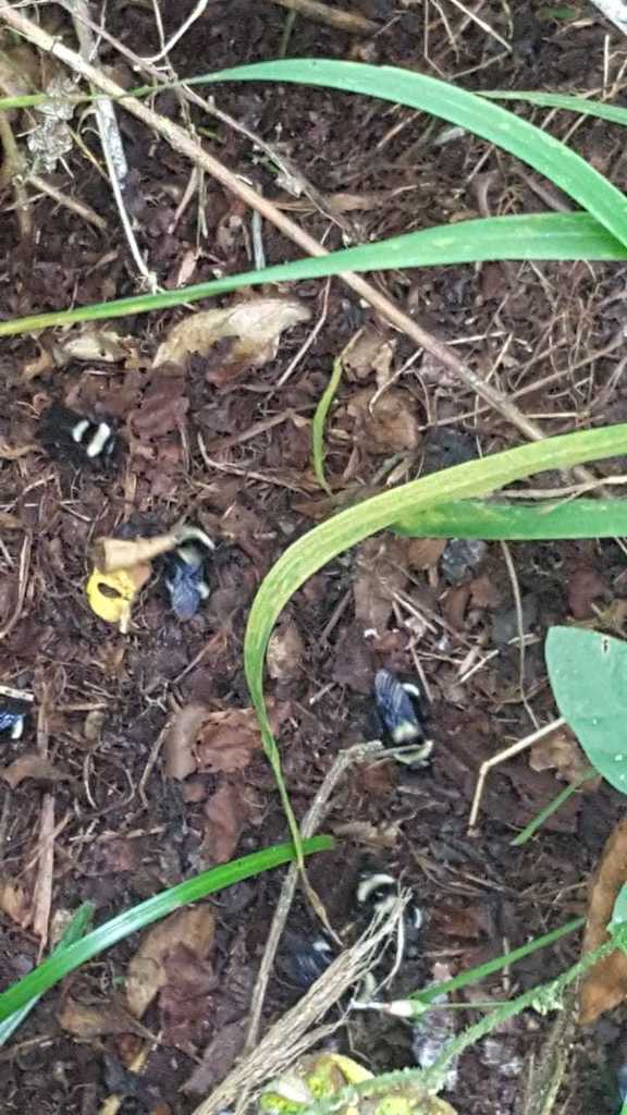 Middle-striped Bumble Bee in May 2020 by Big Birdy · iNaturalist