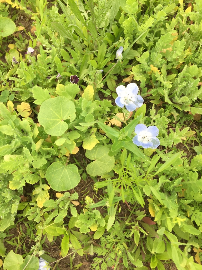 Texas baby blue eyes from E 541st Rd, Pleasant Hope, MO, US on May 15 ...